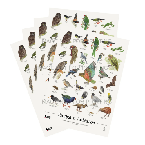 NZ native bird poster - 5 pack (incl. shipping) – Predator Free NZ ...