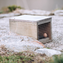 Buy a DOC 200 trap for stoats, rats and hedgehogs (not kea proof ...