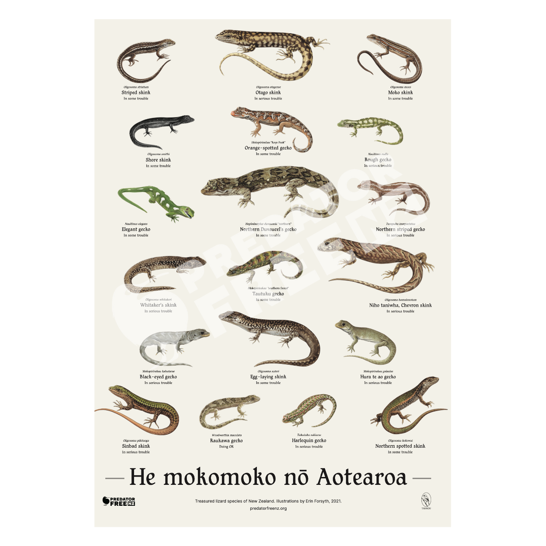 NZ lizard poster (incl. shipping) – Predator Free NZ Online Shop