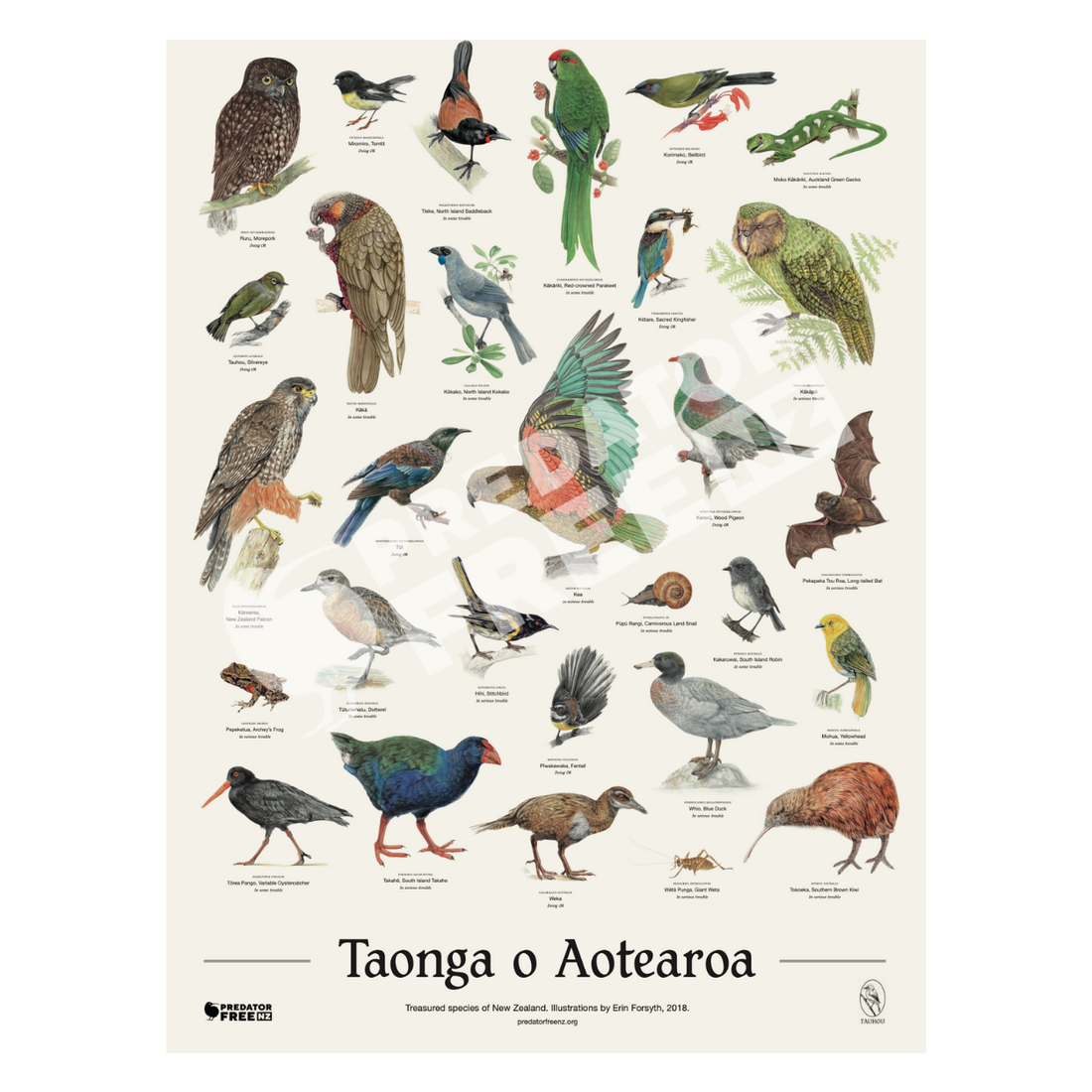 NZ native bird poster (incl. shipping) – Predator Free NZ Online Shop